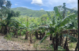 LOT 1 LAMBKIN HILL, DRESSIKIE, ST. MARY - JN Bank - Properties